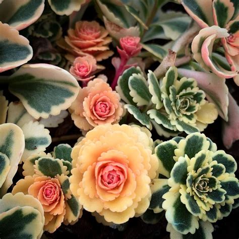 Atlantis Sedum • 𝐒𝐎𝐍𝐉𝐀 𝐊𝐈𝐍𝐆