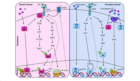 Diagram Showing Intracellular Crosstalk Between Sex Steroid Receptors