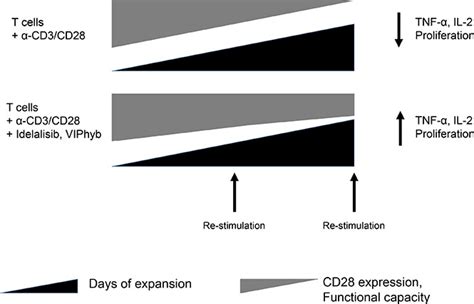 Improving T Cell Expansion And Function For Adoptive T Cell Therapy