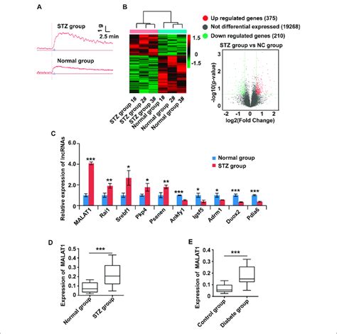 The Expression Of Malat1 Is Upregulated In Clinical Samples And A