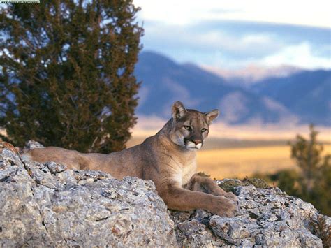 Fotos De Pumas Y Panteras