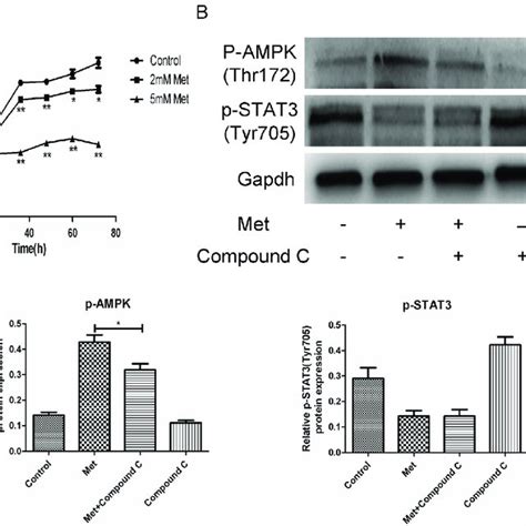 Metformin Inhibited Gh Secretion By Gh3 Cells A Gh3 Cells Were
