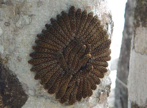 Ruby Spotted Swallowtail Caterpillar Aggregation From Mexico Whats
