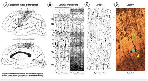 Neuroanatomy Illustrations Sagittal Views Cortical Composition And