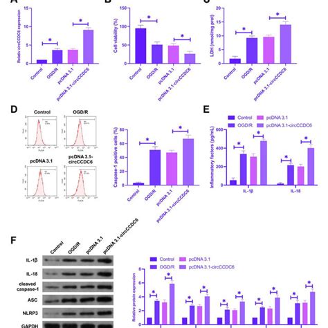 Effect Of Transfection Of Pcdna 31 Circccdc6 On The Biological