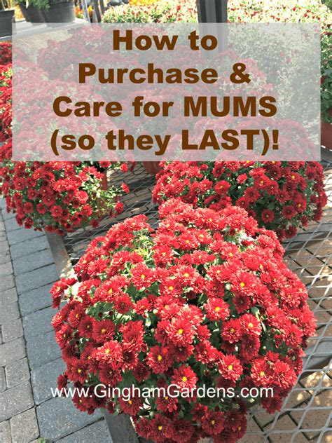 Tips For Keeping Potted Mums Looking Great Artofit