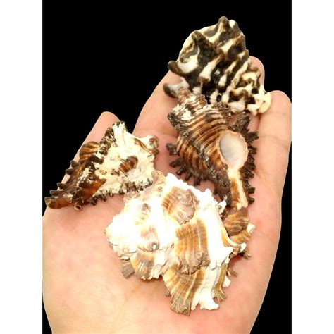 Murex Shells Specimen Variety 4pc Collectors Set ~ 2 To 2 1 2 L Etsy