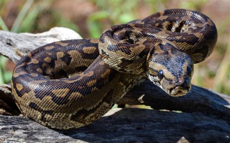 Video Shows Man Grabbing Massive Python To Keep It From Eating His Cats