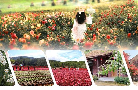 Hoa Đà Lạt Bản giao hưởng sắc màu