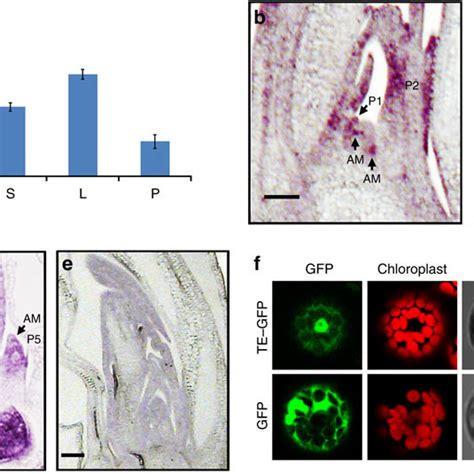 Te Expression Pattern And Subcelluar Localization Of Te Proteina