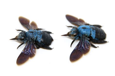 Blue Carpenter Bees Xylocopa Caerulea A1 Specimens Set Of 2