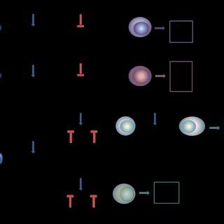 Polarization of T helper cell subsets and regulatory T cells Naï ve T Download Scientific