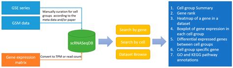 scrnaseqdb a database for rna seq based gene expression profiles in
