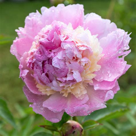 Light Pink Peony Bulbs For Sale Raspberry Sundae Fragrant Easy To