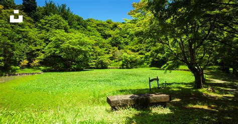 낮 동안 푸른 하늘 아래 푸른 나무 근처 푸른 잔디밭에 갈색 나무 벤치 사진 Unsplash의 무료 녹색 이미지