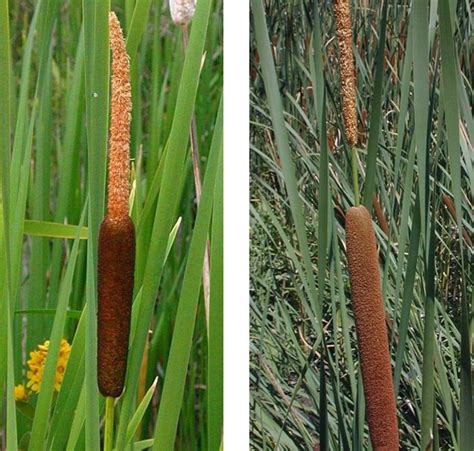 Cattails Utklipp Silhouette Reed Green Grass Swamp River Arkivvektor