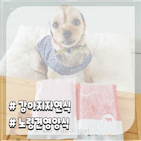 강아지 습식사료 기호성 좋은 노령견 영양식 급여 후기 네이버 블로그