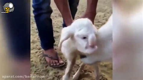 تولد موجودی به شکل نصف انسان و نصف گوسفند فیلو