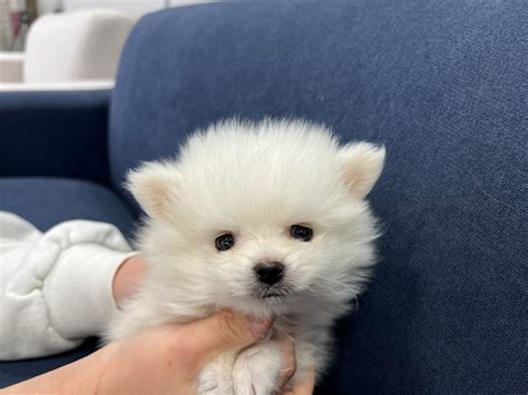 싸개싸개 무료강아지분양사이트