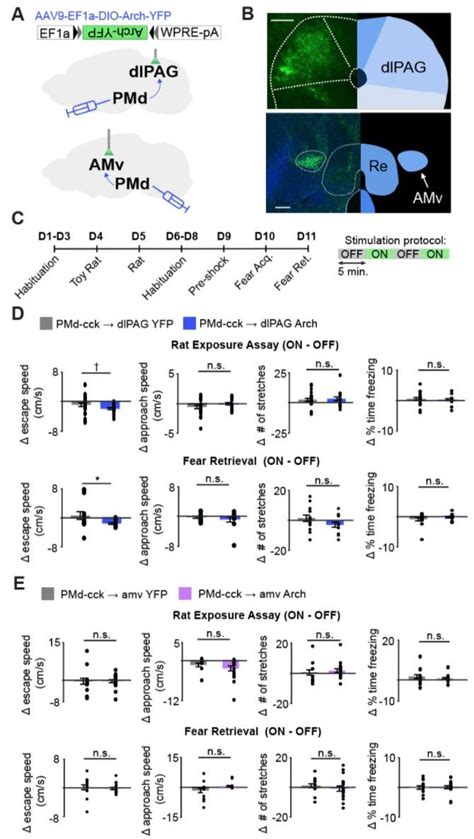 Optogenetic Inhibition Of Download Scientific Diagram