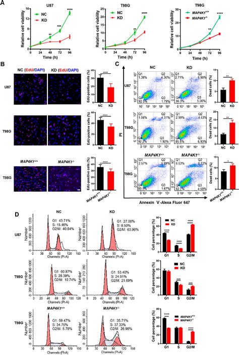 Figure 3 From Glioblastoma Cellular Map4k1 Facilitates Tumor Growth And