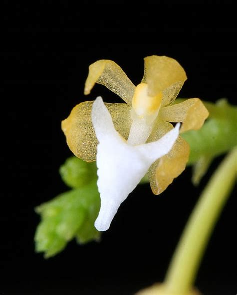 Orchidee Ascochilus Nitidus Fs Rk Orchidgarden