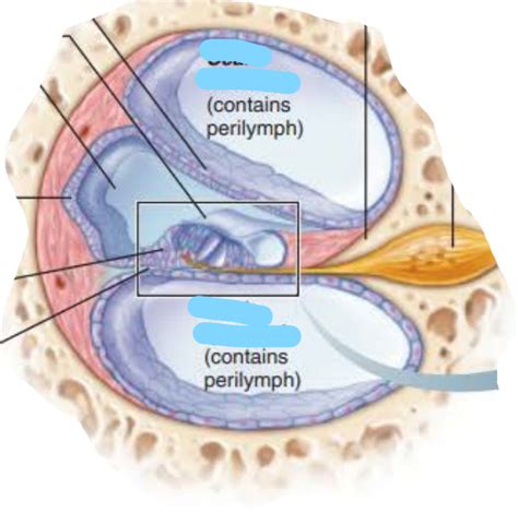 One Turn Of The Cochlea Showing The Relationship Of The Three Scalae