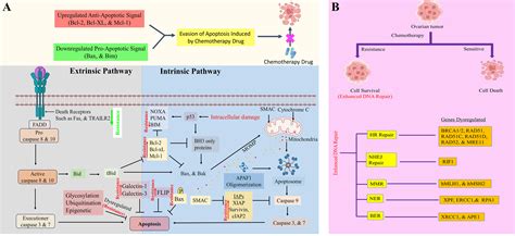 Novel Players In The Development Of Chemoresistance In Ovarian Cancer