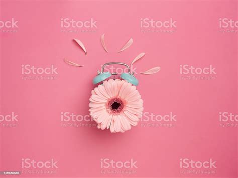 봄 시간 개념입니다 플랫 크리에이티브 디자인 자홍색 배경에 꽃잎 일부가 분리된 다이얼에 분홍색 꽃이 있는 청록색 알람 시계 평면