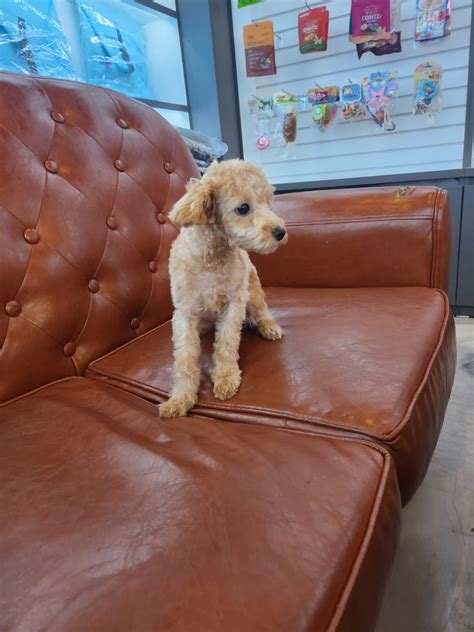 말티푸 쿠키 래브라도리트리버입양 닥스훈트입양 도베르만입양 말티치입양 말티폼입양 빠삐용입양 사모예드입양 스피츠입양 시바견입양 시베리안허스키입양 시츄입양 요크셔테리어입양