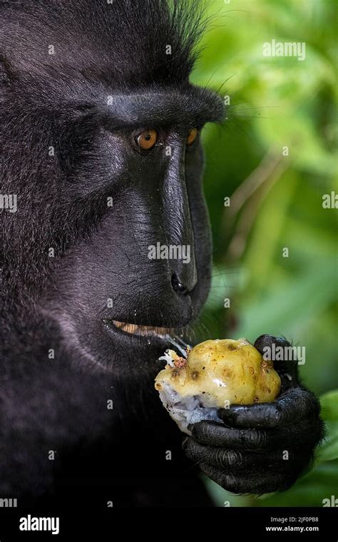 Crested Black Macaque Macaca Nigra Feeding Tangkoko Reserve