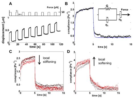 Modeling Of Cell Stiffness And Stiffness Response A Schematic Of The