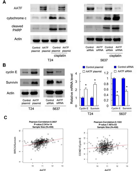 Aatf Regulates Cyclin E And Survivin A Western Blotting Showed That