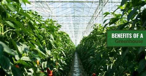 Benefits Of A Greenhouse Unearth Gardening Magic Year Round