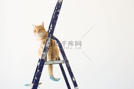 修理粉刷墙壁猫坐在梯子上高清摄影大图 千库网