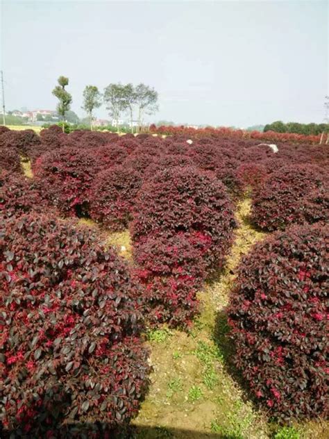 基地直销红花继木苗木 价格低质量好价格 批发 厂家 参数 图片 乔木 搜好货网