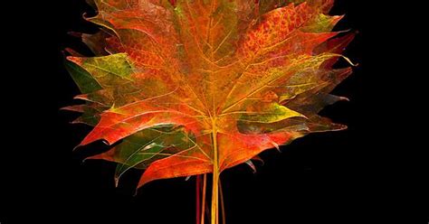 Autumn Leaf Overlay Imgur