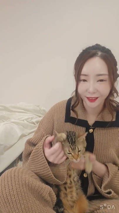 우리집 개냥이 ️ 고양이영상 Cat 고양이브이로그 고양이집사 고양이 고양이사랑 고양이일상 고양이귀여움 고양이영상 아숏 아메리칸숏헤어 Youtube