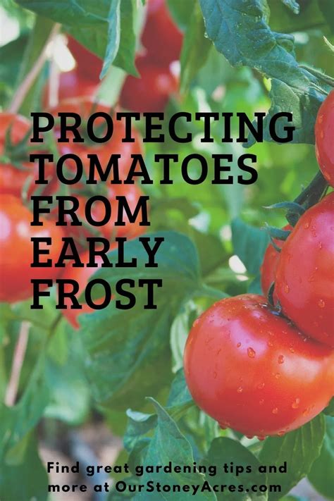 Protecting Your Tomatoes From Early Frost Our Stoney Acres How To Can Tomatoes Frost Tomato