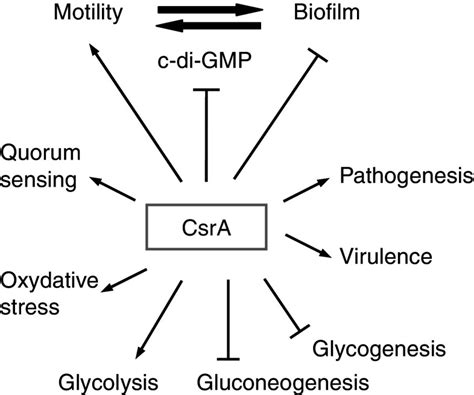 Post Transcriptional Global Regulation By Csra In Bacteria Pmc