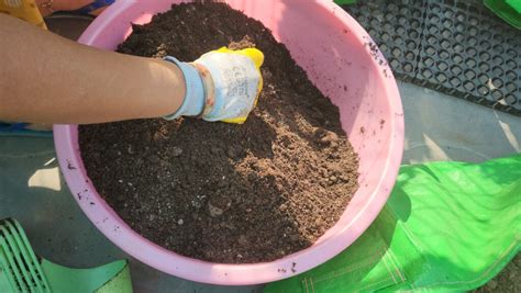Best Soil Mixture For Jade Plant Voice Of Plant