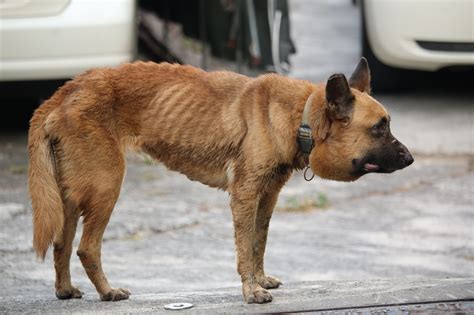 生態面面觀：遊蕩犬貓的迷思與爭議｜accupass 活動通