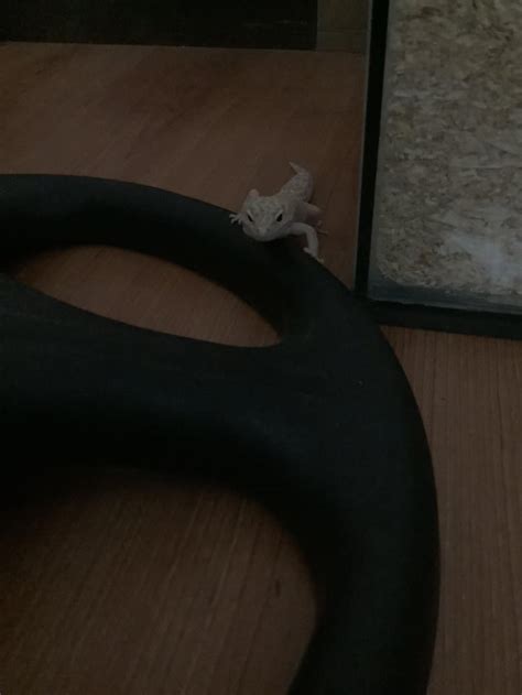 Shes Angy Rleopardgeckos