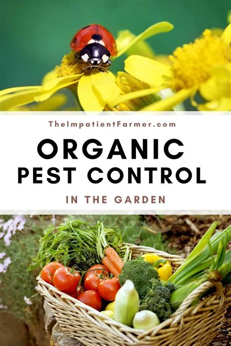 Natural Pest Control For Vegetable Gardens Easy Organic Solutions