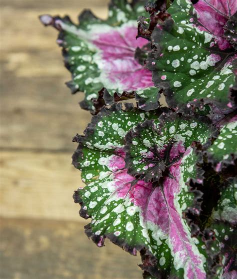 Begonia Purple Blush Pukinmäen Puutarha