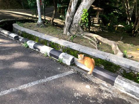 動物志工 紅毛猩猩｜印尼 雨林動物志工 Wildlife Rescue Centre Jogja