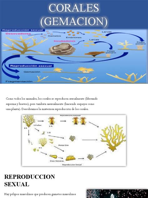 Corales Gemacion Pdf