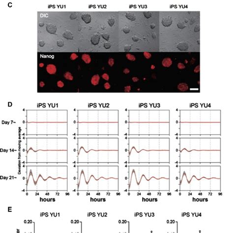 Reappearance Of The Circadian Bioluminescence Rhythm During