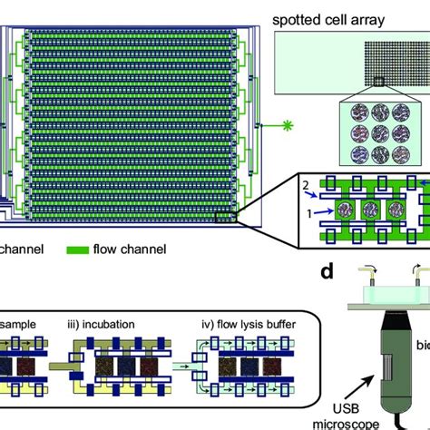biodisplay schematic and use a design of the two layer microfluidic