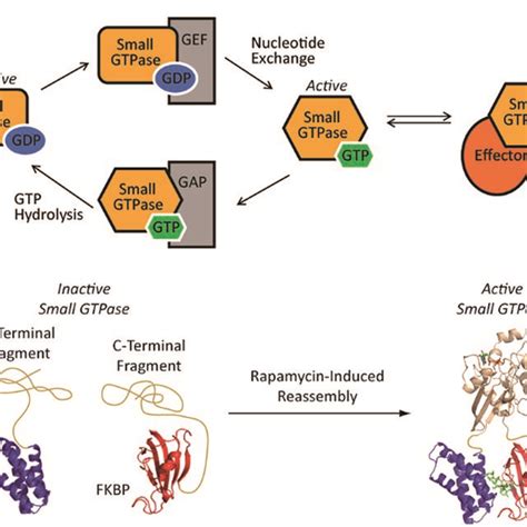 A The Small Gtpase Cycle Is Shown Small Gtpases Are Active When